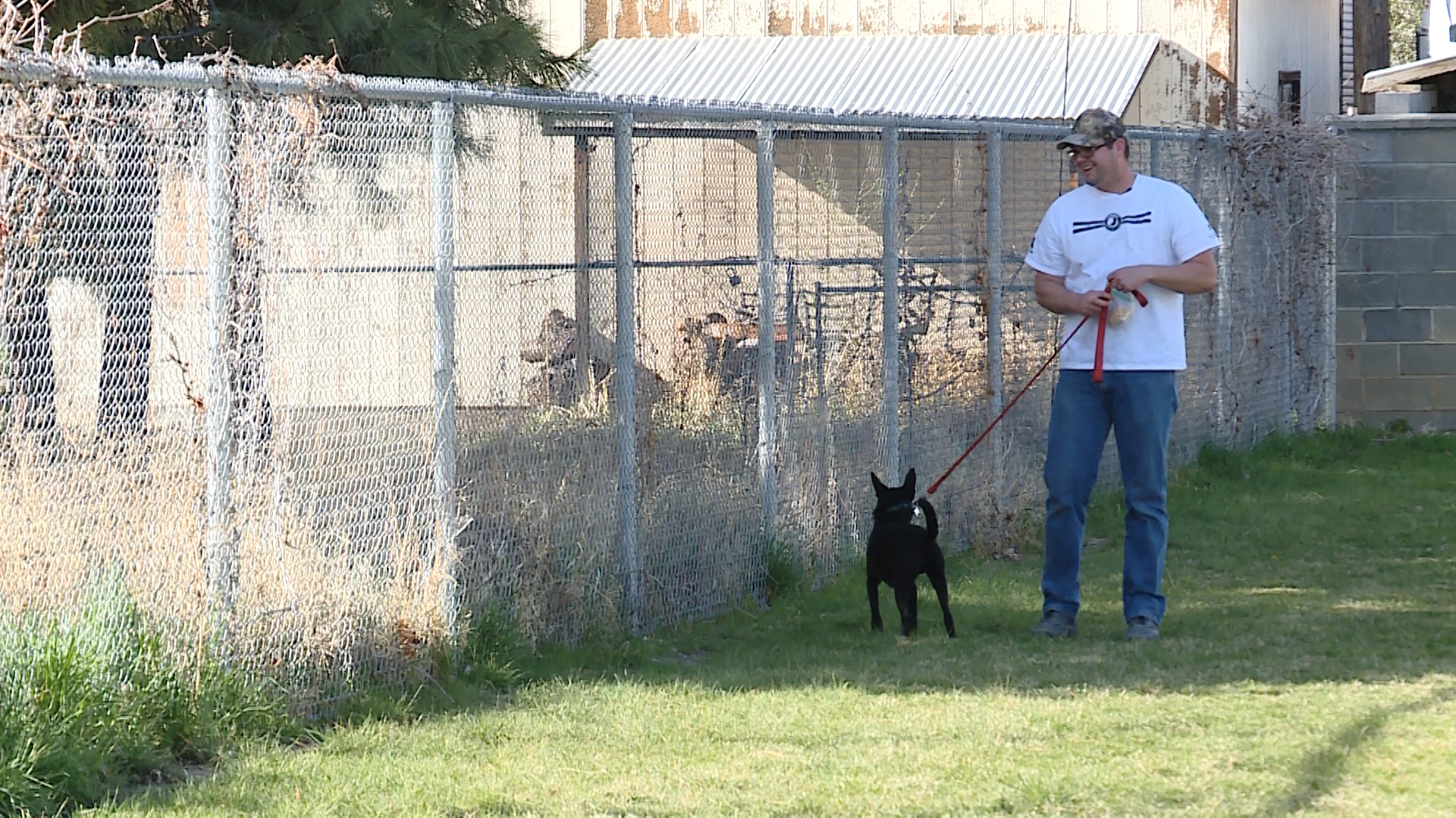 K-9 style obedience class offered for regular dogs