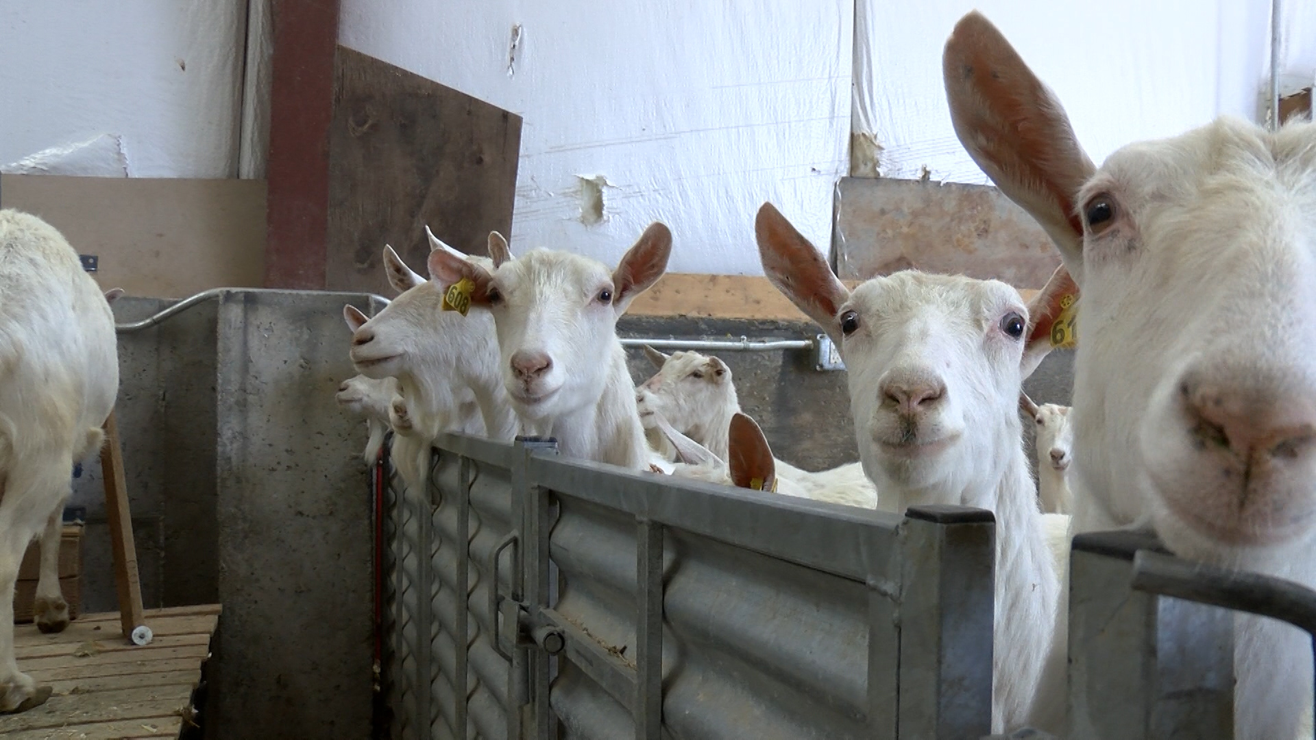 USU goats’ milk produces material as strong as spider webs