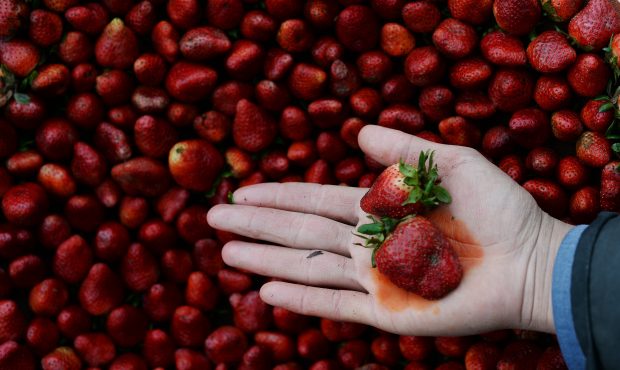 Strawberries again top 2018's 'Dirty Dozen' fruits and veggies