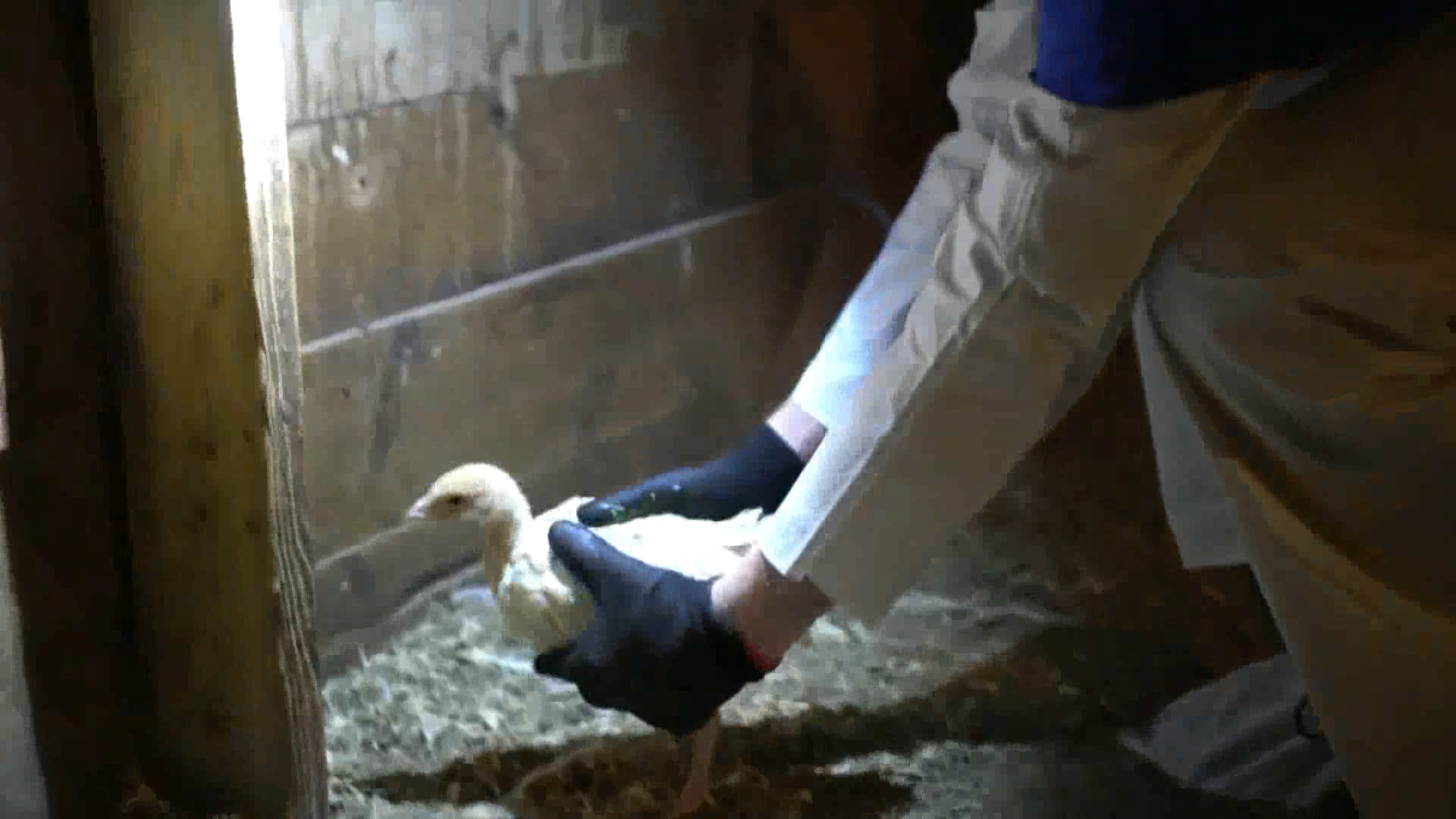 6 animal activists from California, face criminal charges in Utah for ...