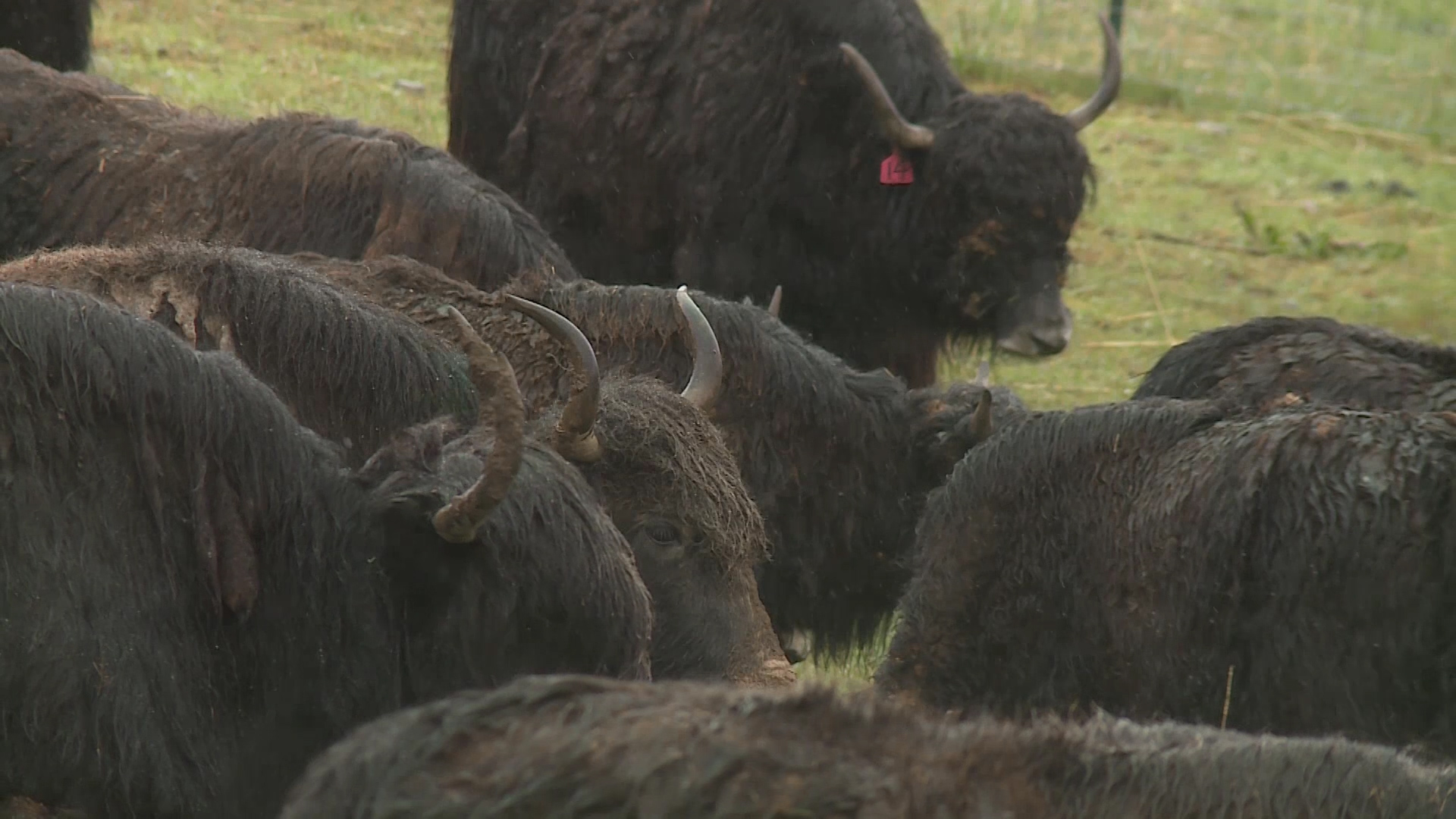 Eden man spends retirement ranching yaks - KSLTV.com