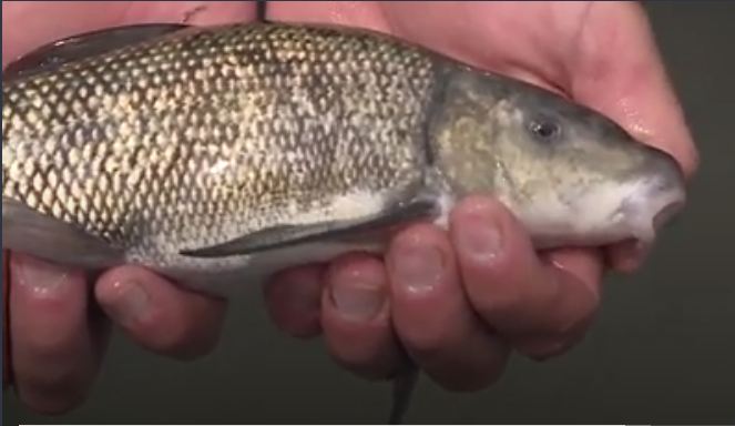 Thousands of June sucker fish released into Utah Lake