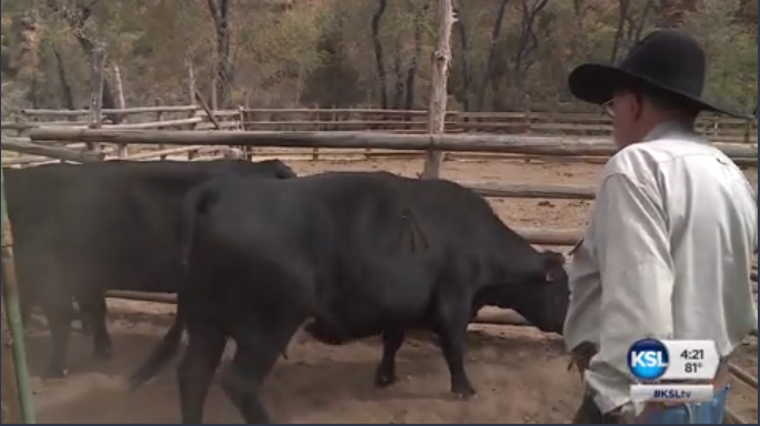 Fires Cause Devastating Losses to Livestock in Spanish Fork