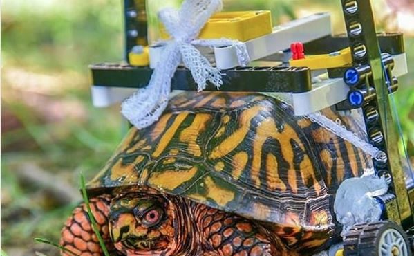This Turtle Got His Own Turtle Wheelchair Made Of LEGO Bricks - KSLTV.com
