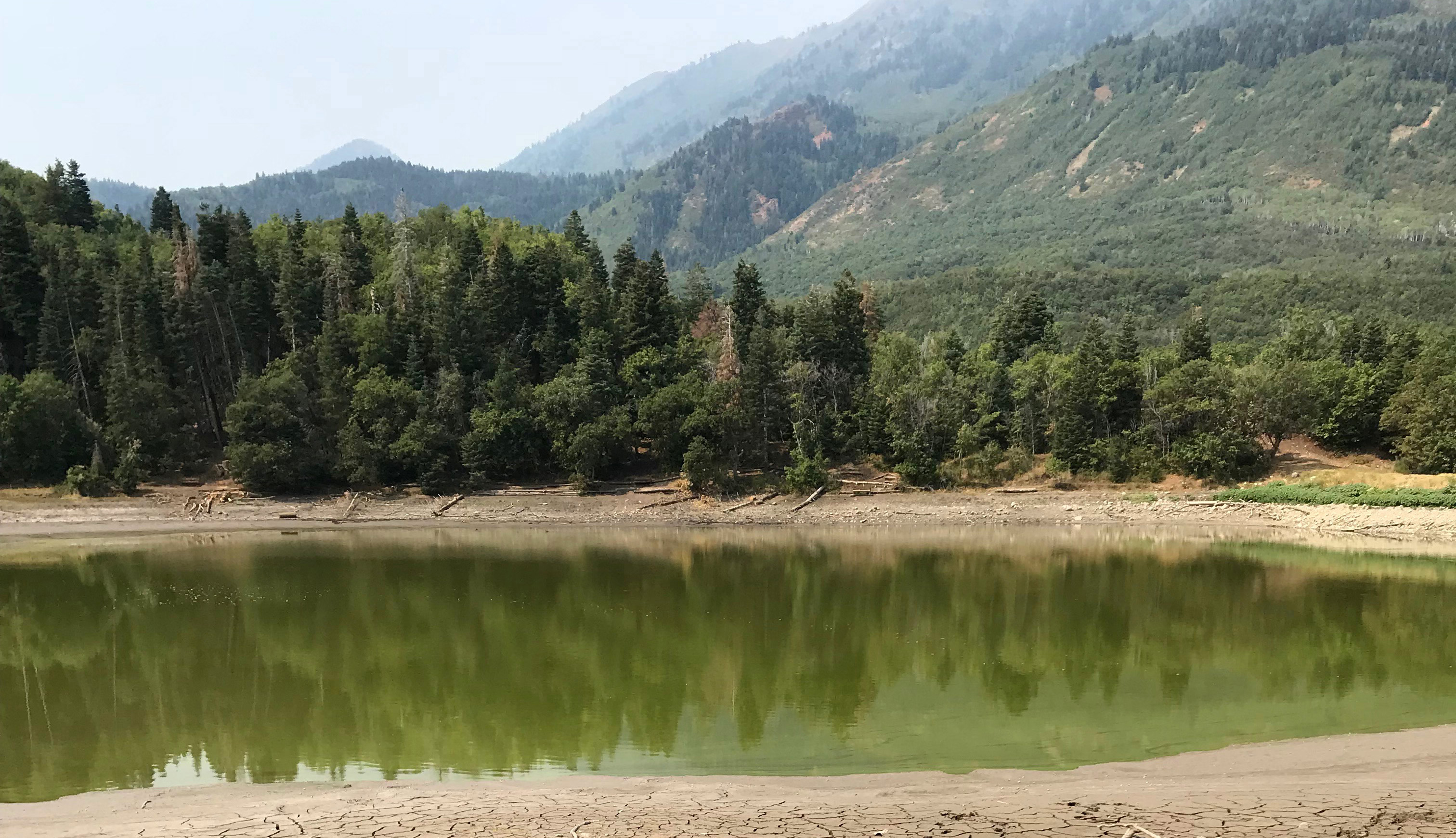 Officials Taking Action To Remove Goldfish From Lake In Payson Canyon