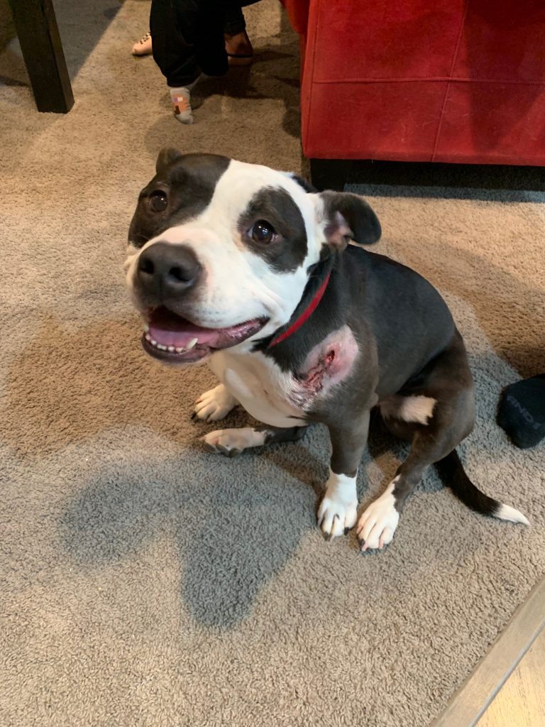 Authorities Looking For Answers After Third Dog Is Shot - KSLTV.com