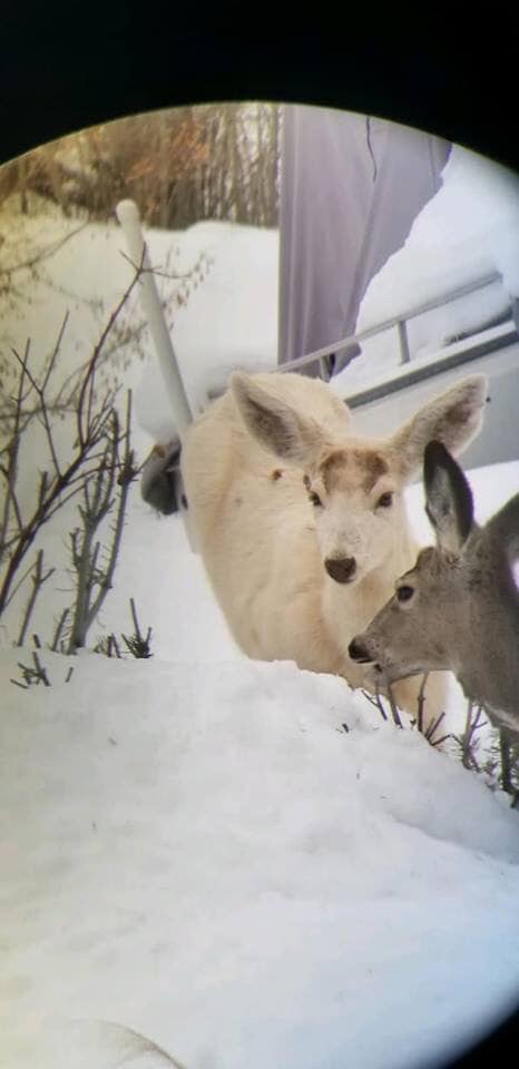 Rare Albino Deer Spotted in Eden