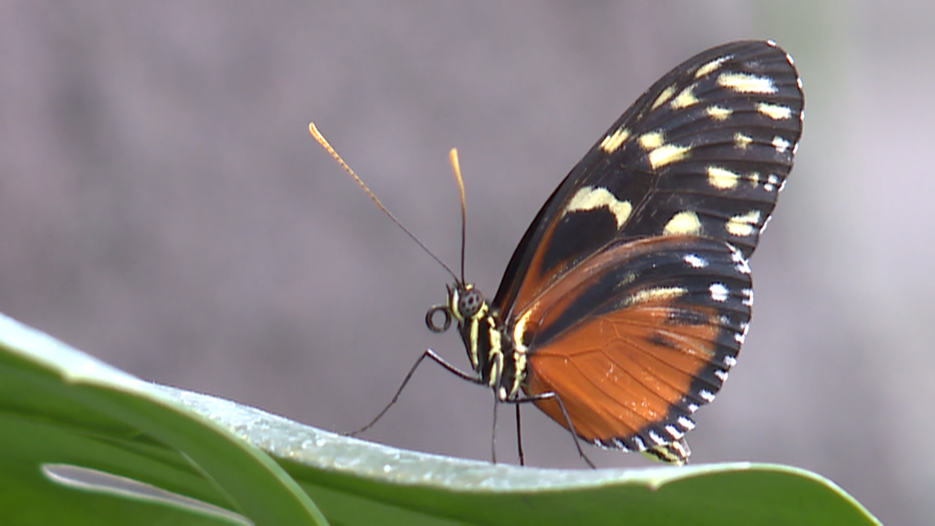 From the Dazzling to the Disgusting, Head of New 'Butterfly Biosphere ...