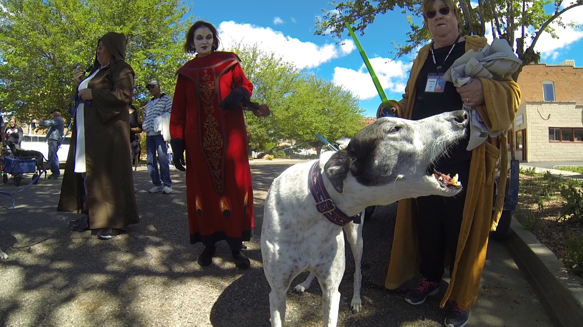 Dozens Of Greyhounds Gather In Kanab - KSLTV.com