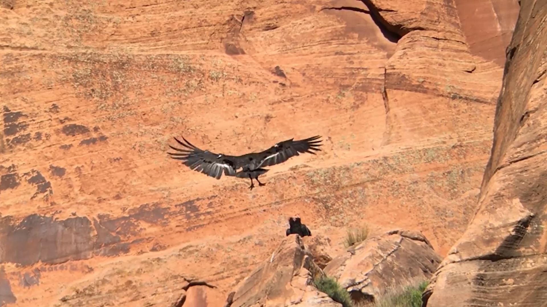 Condors In Zion Appear To Be Caring For Newly-Hatched Chick - KSLTV.com