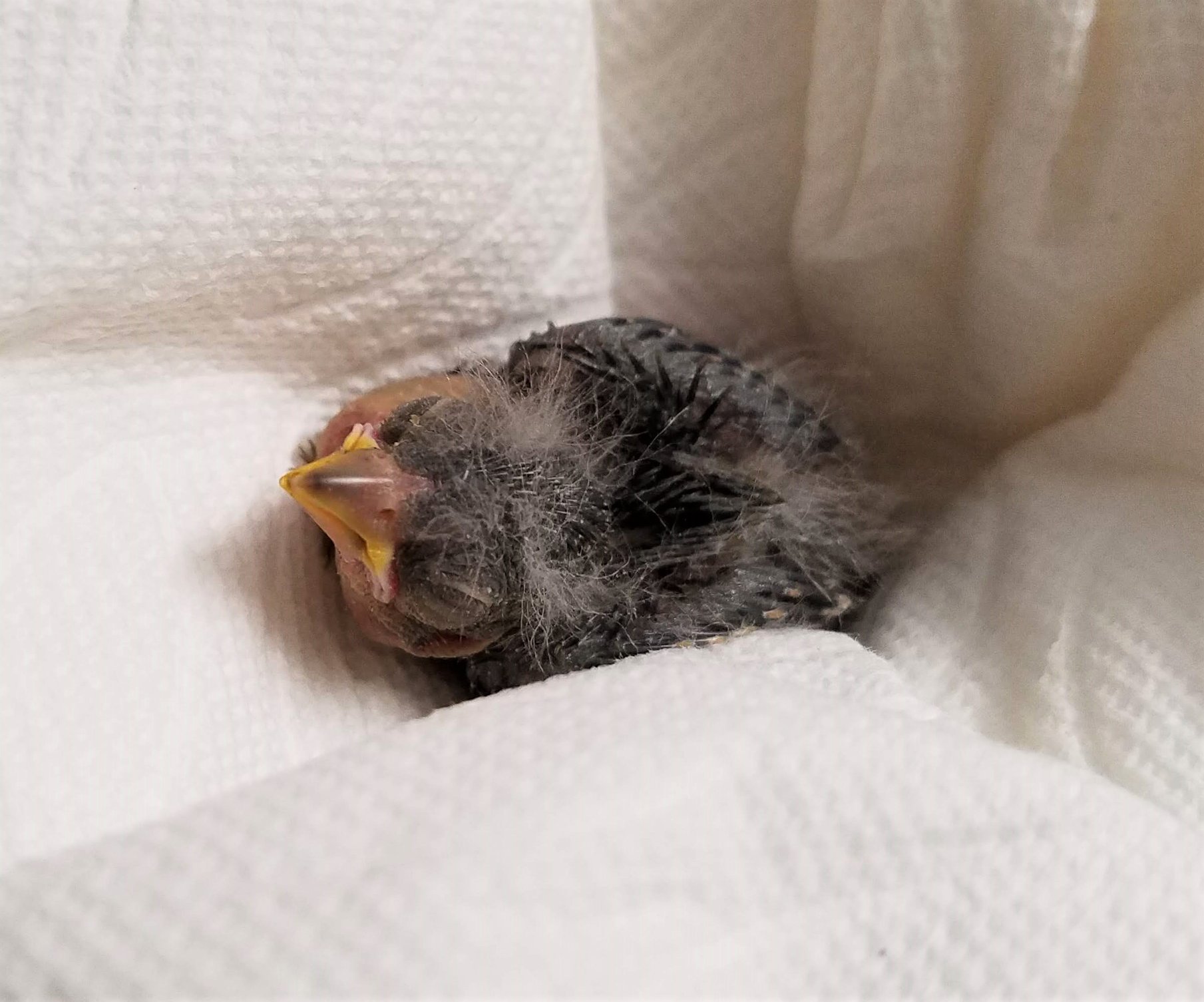 Orphaned Bird Gets Uber Ride To Wildlife Rehab Center