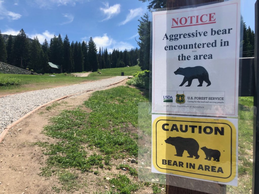Bear Encounters In Utah On the Rise, UDWR Says - KSLTV.com