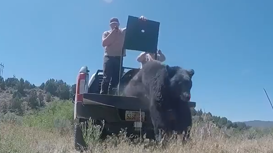 Wildlife Officials Tranquilize, Relocate Multiple Bears Across Utah ...