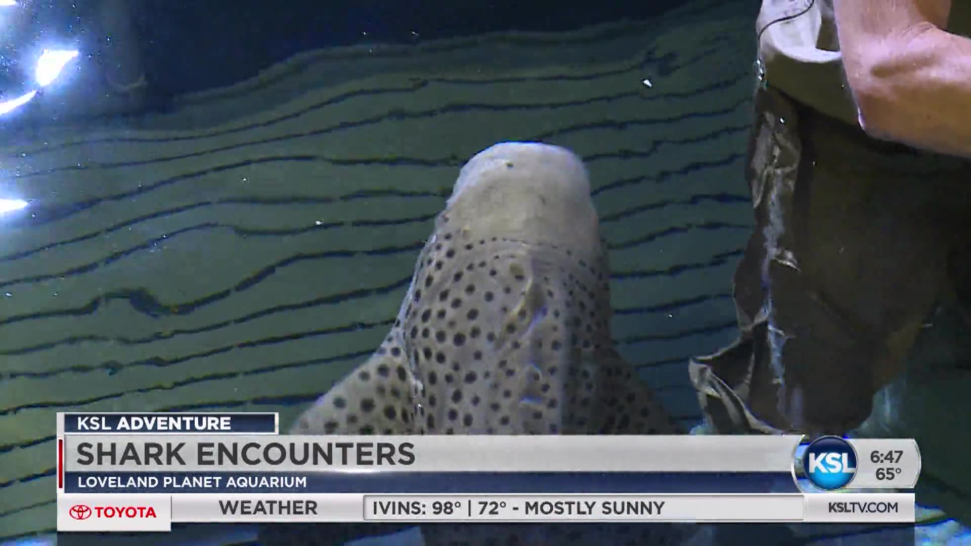 Shark Week Happens All Year At Living Planet Aquarium - KSLTV.com
