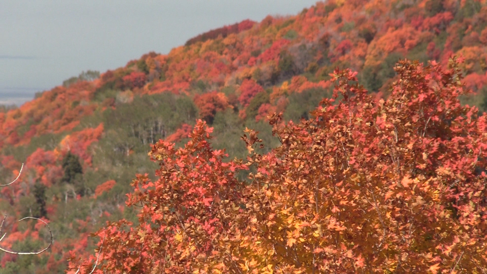 Fall Colors Pop Along Nebo Loop Despite Last Year's Fires
