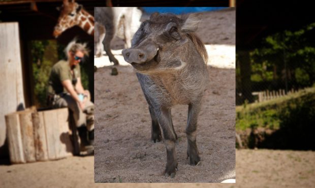 Warthog 'Walter' Dies At Utah's Hogle Zoo - KSLTV.com