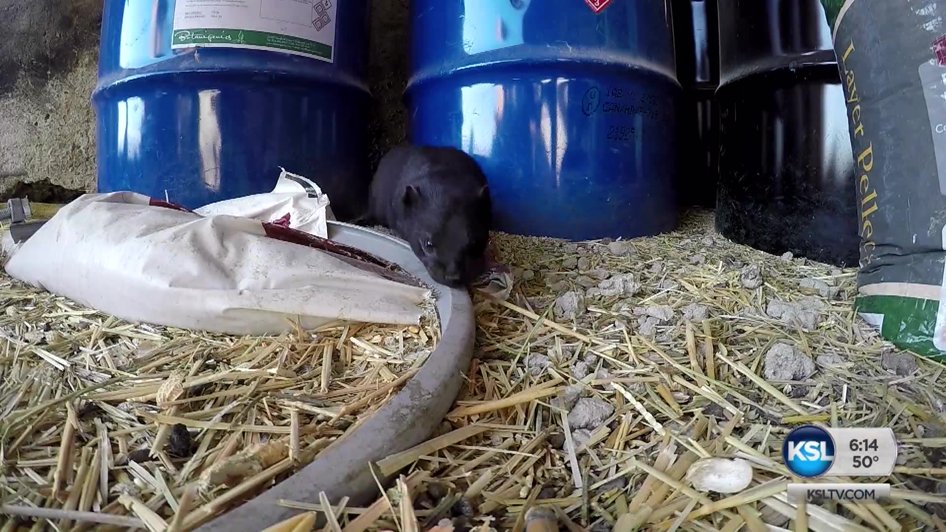 Up Close: Utah Man Trains Mink To Hunt - KSLTV.com