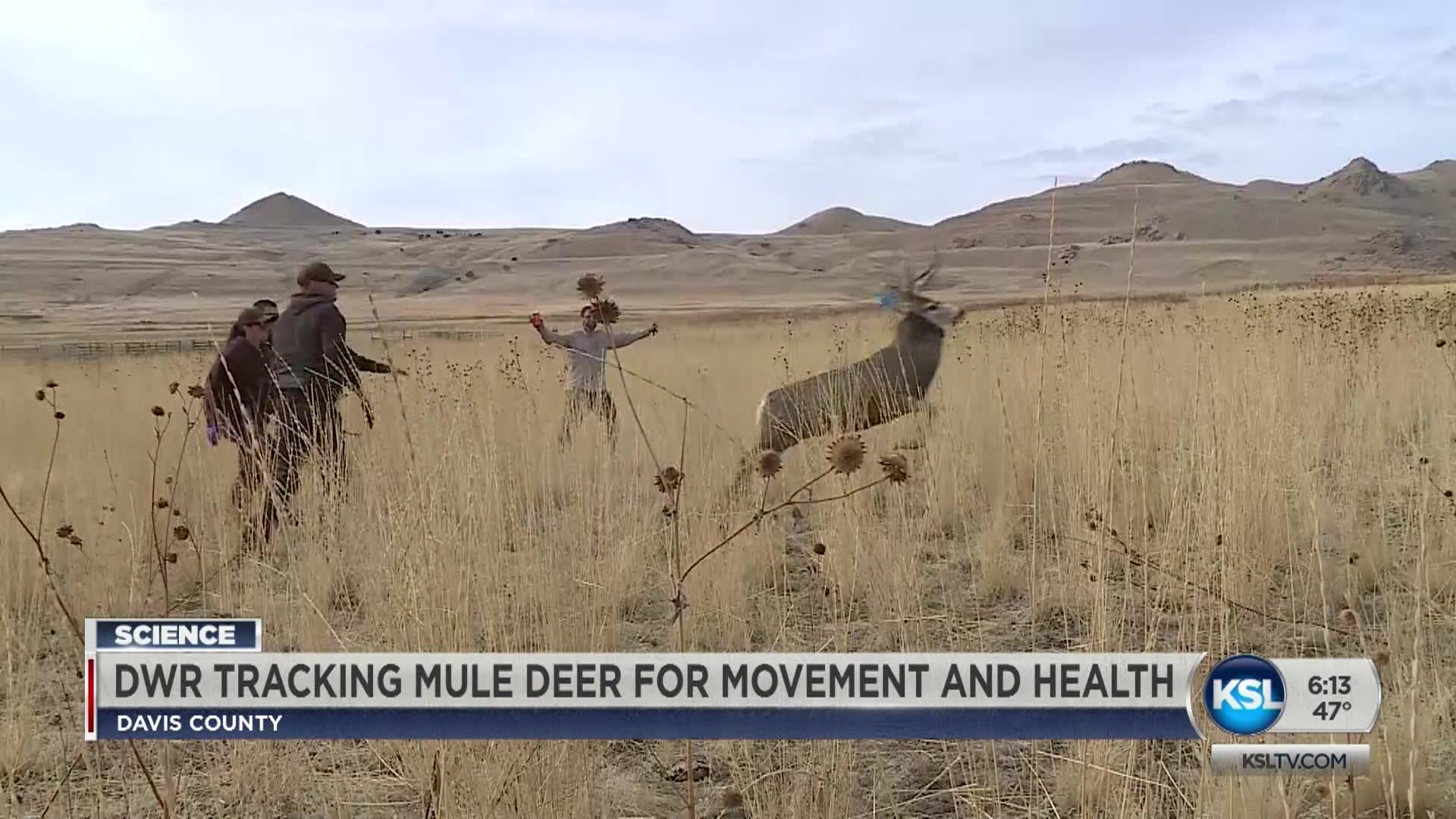 DWR Uses Helicopter To Catch Deer For Tracking Program