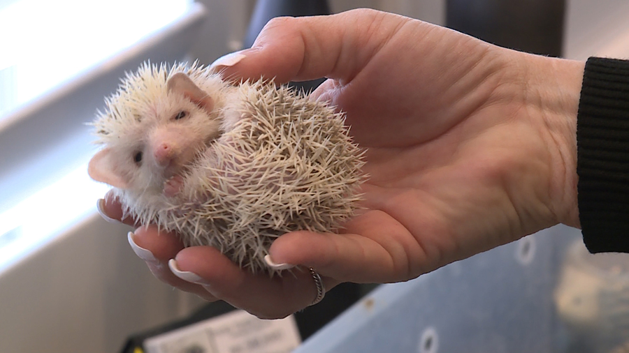 Utah Woman Says Breeding Hedgehogs Helped Her Escape Domestic Violence ...