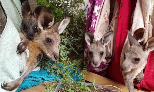 Volunteers Sew Pouches For Australia's Orphaned Or Injured Kangaroos ...