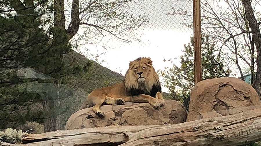 Hogle Zoo To Reopen Saturday With Restrictions - KSLTV.com