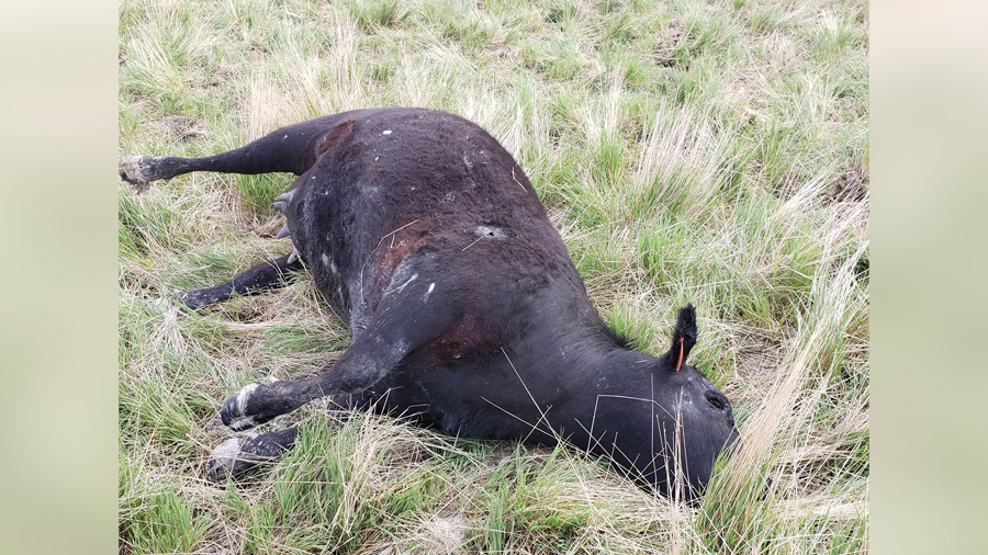 Officials Investigating After Cow Was Reportedly Shot, Killed Near Stockton