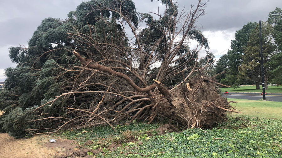 Huge Trees Crash Down In Sugar House Park, Nearby Neighborhood - KSLTV.com