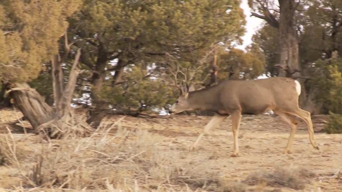 Safe In 60: Watch for Deer in the Road