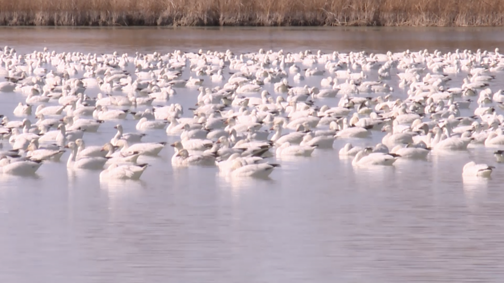 Snow Goose Festival Happening In Delta