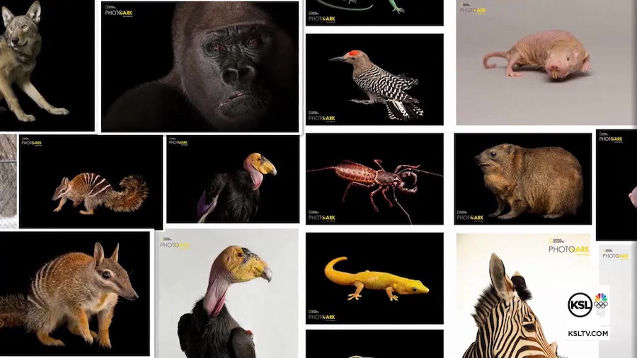 Wildlife Photographer's 'Photo Ark' To Rescue Species Using Animal ...