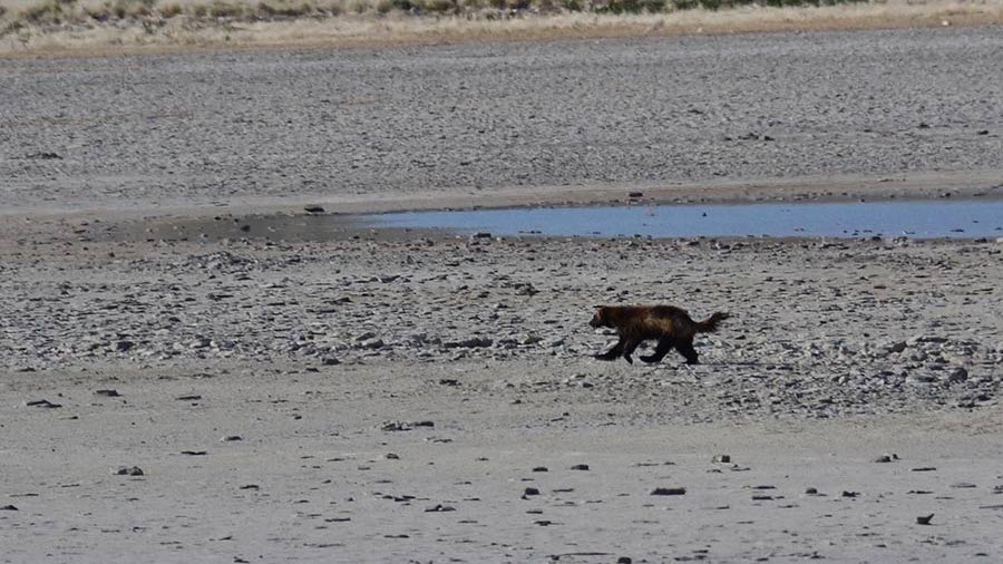 Rare Wolverine Sighting Reported At Antelope Island State Park - KSLTV.com