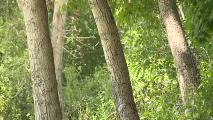 BYU Professor: Tree Rings Reveal We May Be In A Megadrought