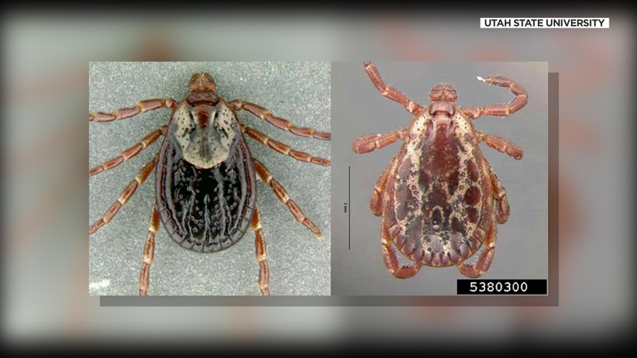 Experts believe drought, pandemic could be cause for increased tick ...