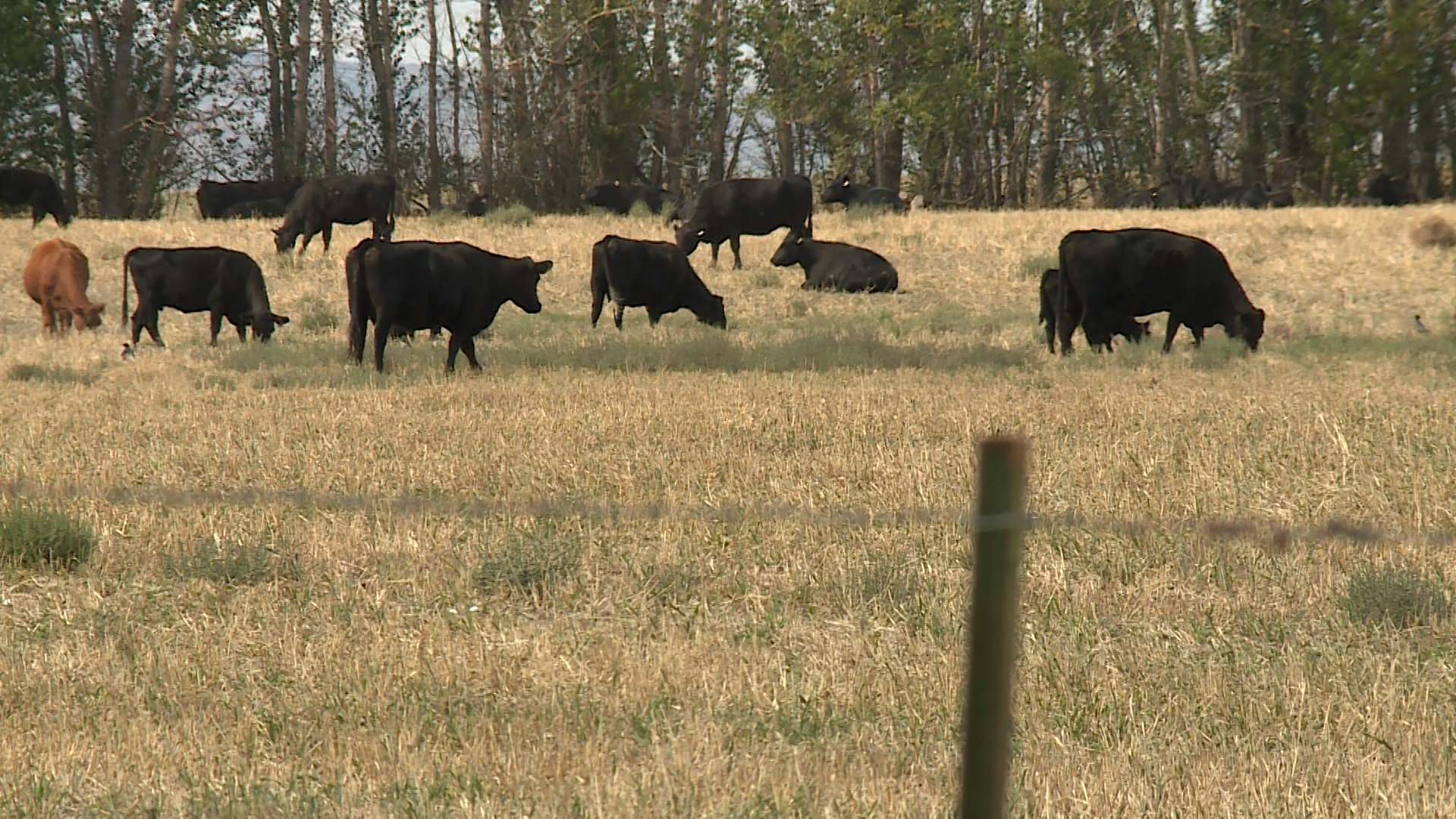 State veterinarian concerned about spread of a venereal disease in Utah ...