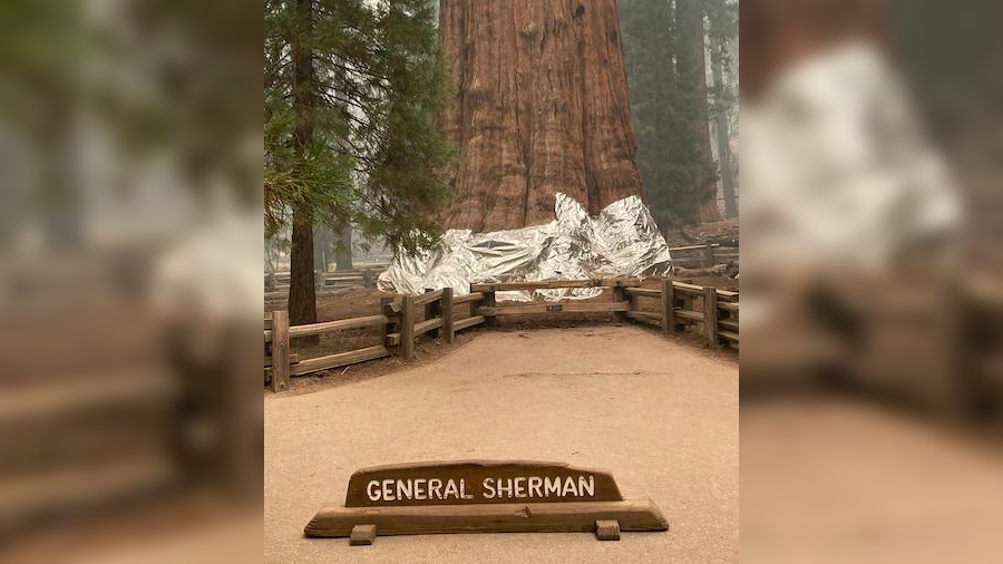 Giant California sequoias wrapped in aluminum as fire nears
