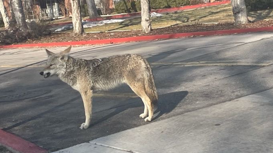 Coyote spotted in Sugar House, raises concerns about neighborhood pets ...