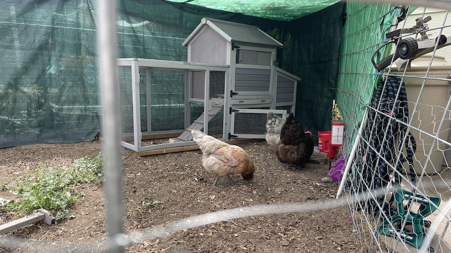 Neighbors in Washington Terrace pushing for ordinance to allow chickens