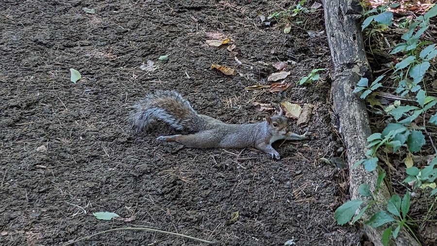 'Splooting' squirrels in New York City are just fine, officials say