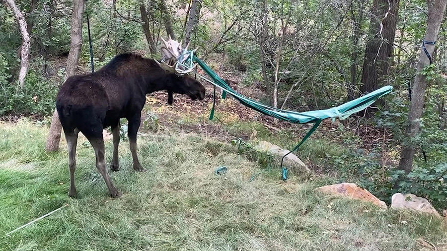 Park City locals save moose trapped in their backyard