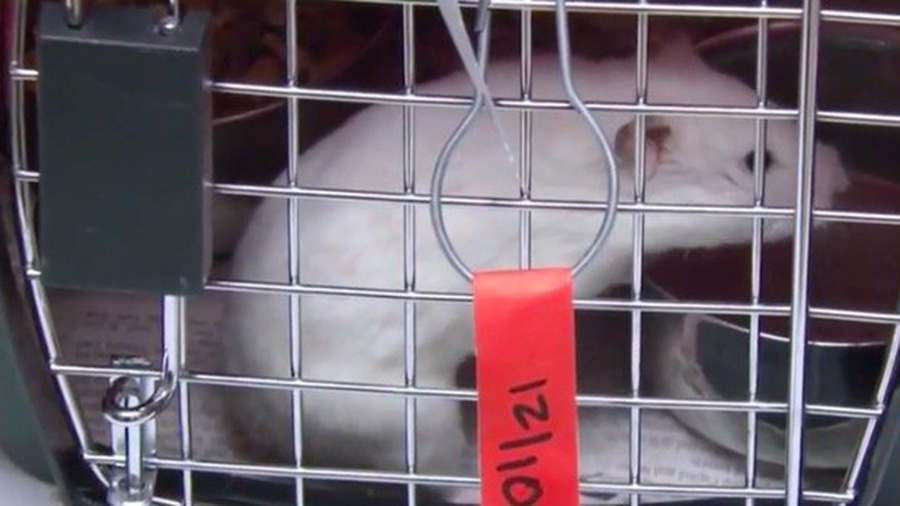 112 animals 'living in filth' rescued from Milwaukee home - KSLTV.com