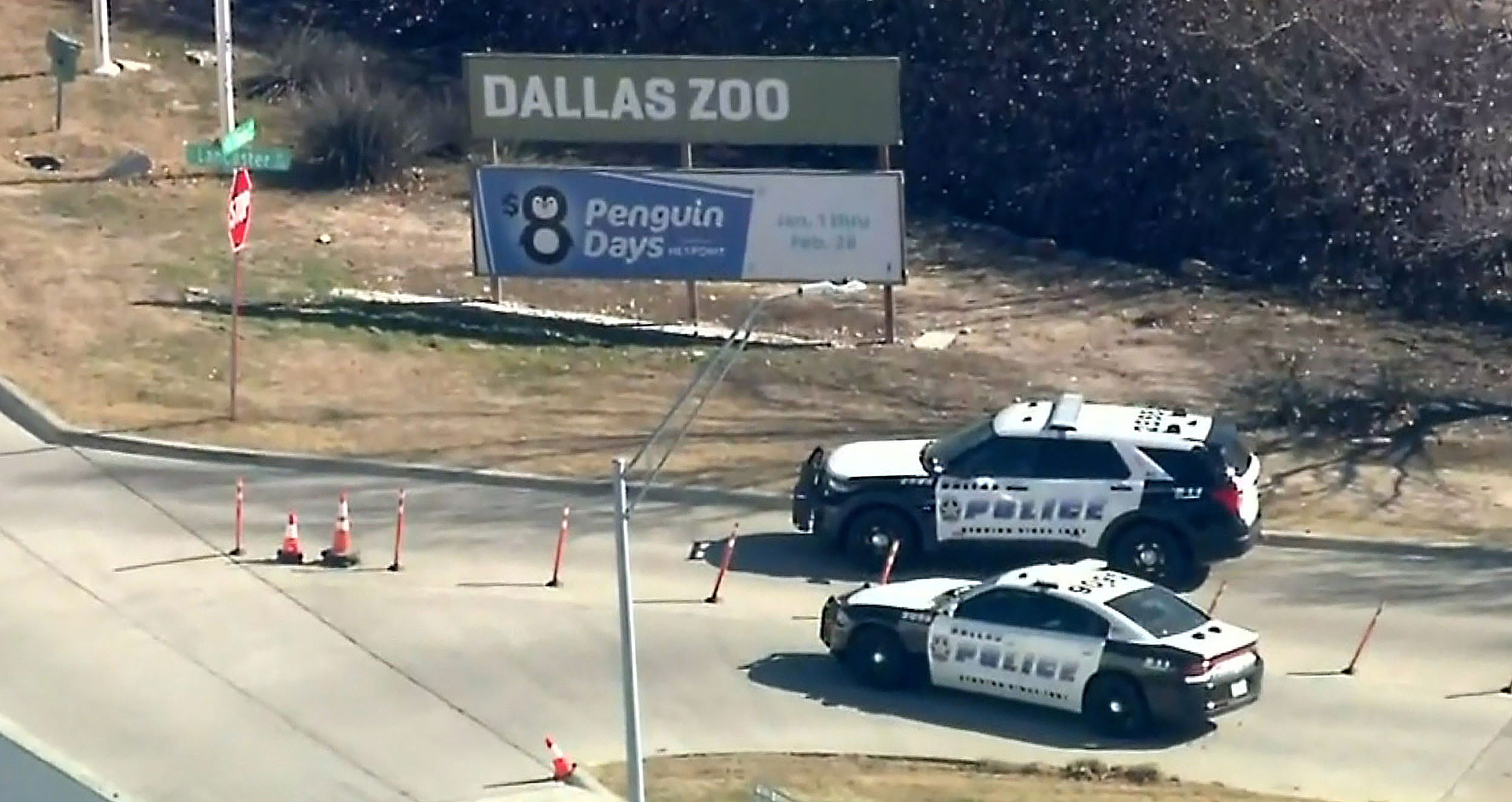 Dallas Zoo closes during search for missing clouded leopard - KSLTV.com