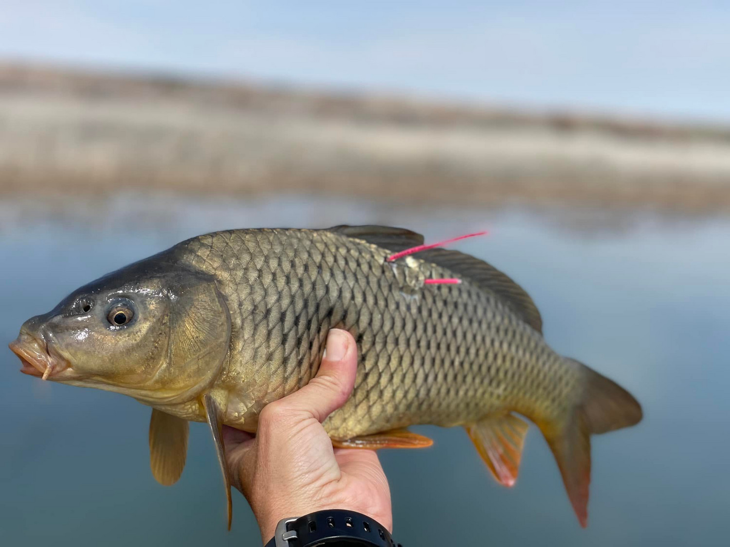 Beyond eating bullfrogs: Utah asks anglers to remove these 3 burdensome ...