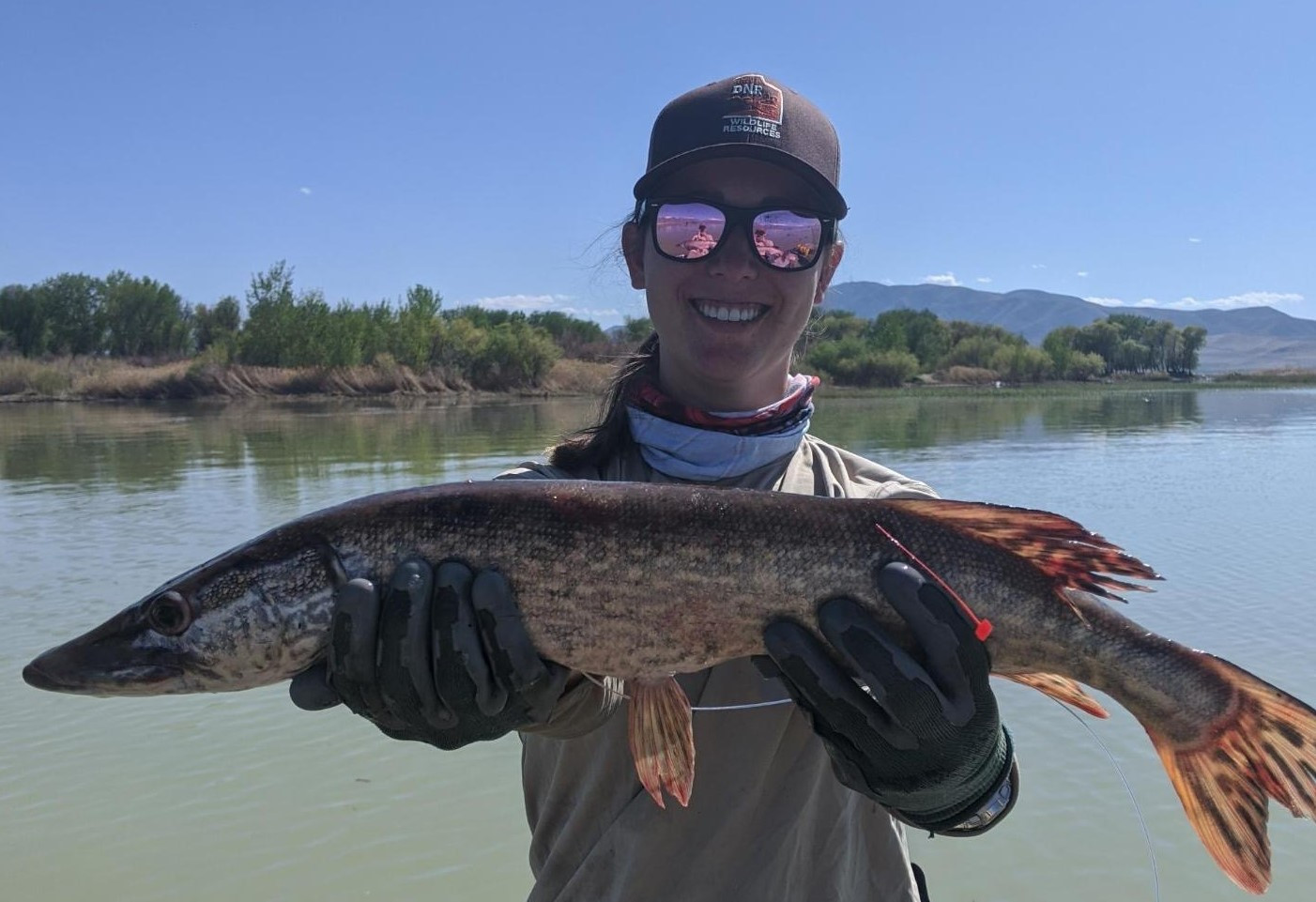 Beyond eating bullfrogs: Utah asks anglers to remove these 3 burdensome ...