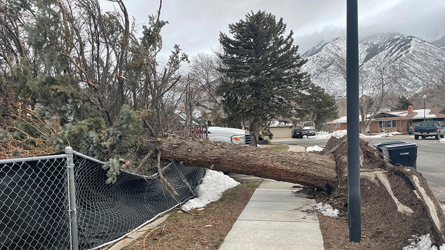 ‘It was wild’: Dangerous winds rip up trees in northern Utah