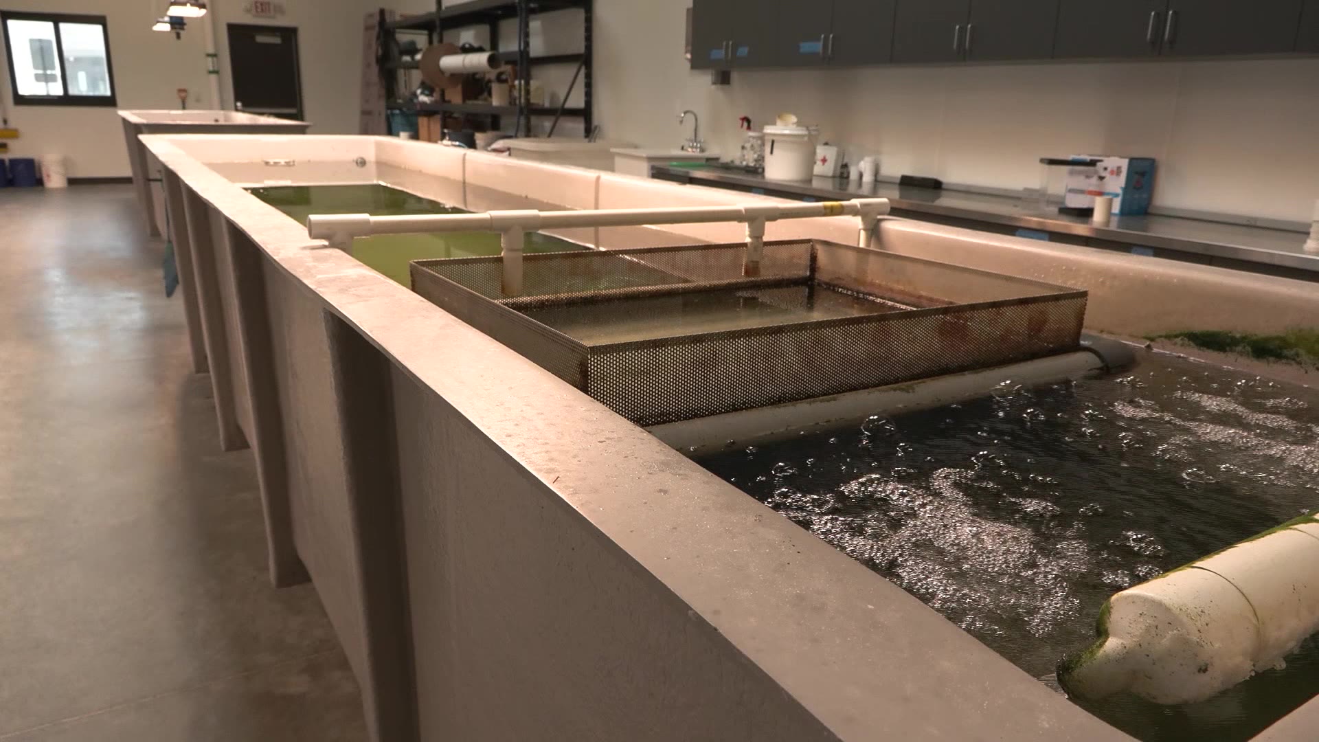 Utah State Prison has unique way of dealing with mosquitoes - KSLTV.com