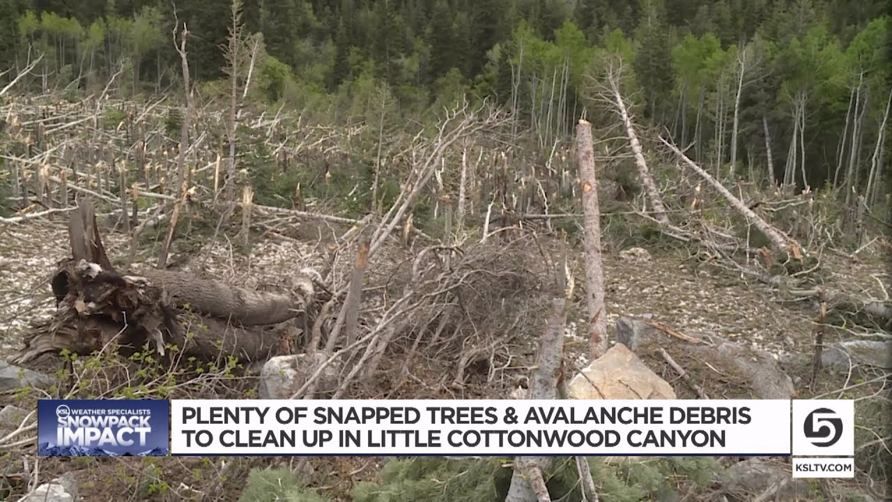 Video: Snapped trees, avalanche debris still remain in Little ...