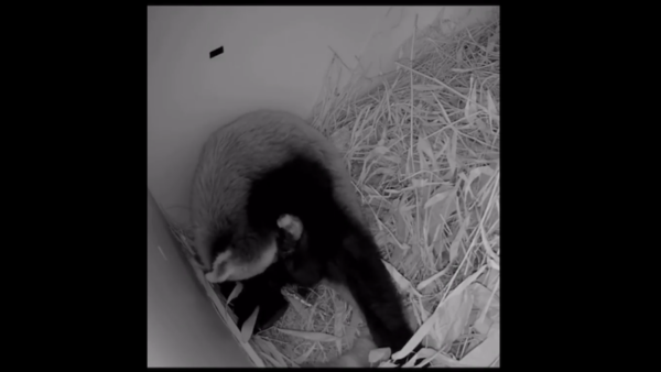 Utah's Hogle Zoo welcomes red panda cub - KSLTV.com