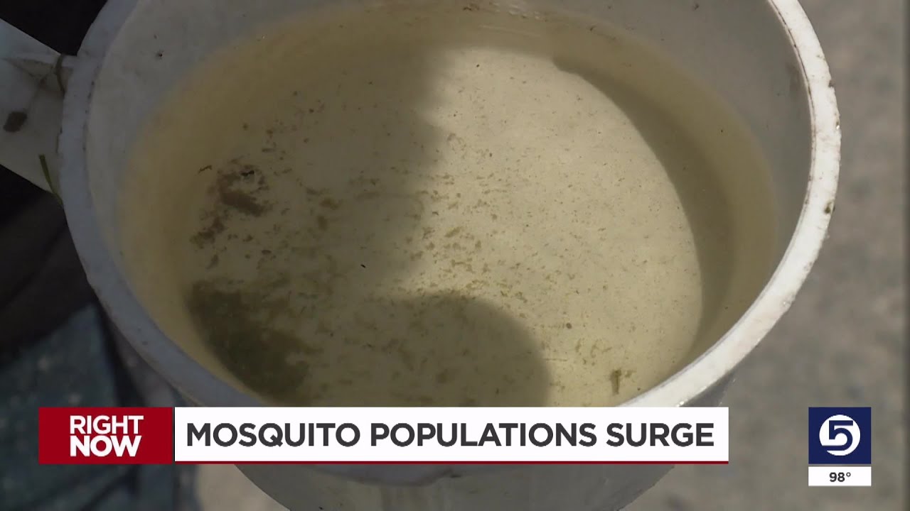 Video: Mosquito populations surge thanks to runoff and heat wave ...