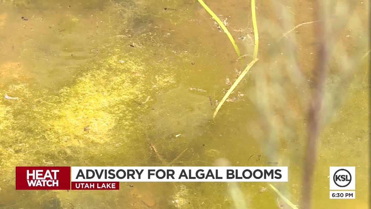 Video: Harmful algal blooms detected at Utah Lake’s Lincoln Beach and ...