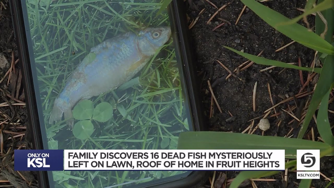 Video: 'Fishy' mystery: Family discovers 16 dead fish in their backyard ...